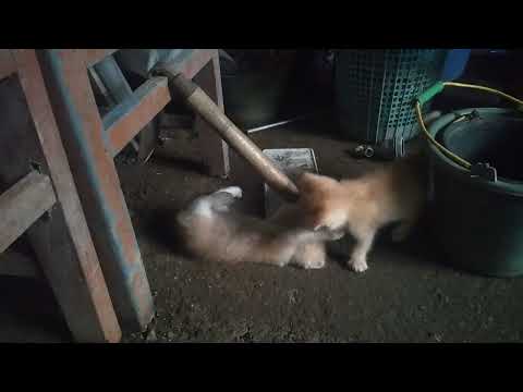 Lucu‼️Dua anak kucing oren gemoy main di gudang