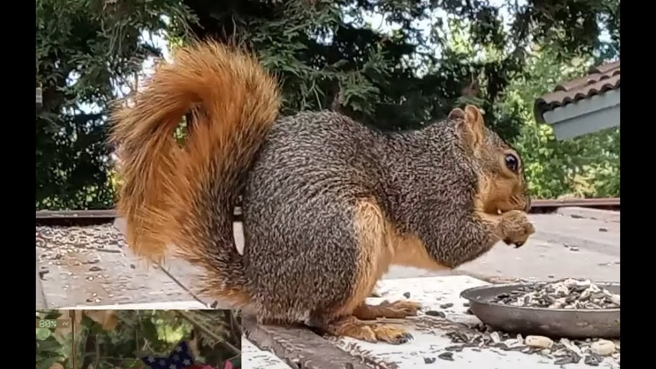 Earl and friends for August 3rd - YouTube