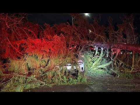 2 kids, adult rescued after tree falls on car in Seattle - YouTube