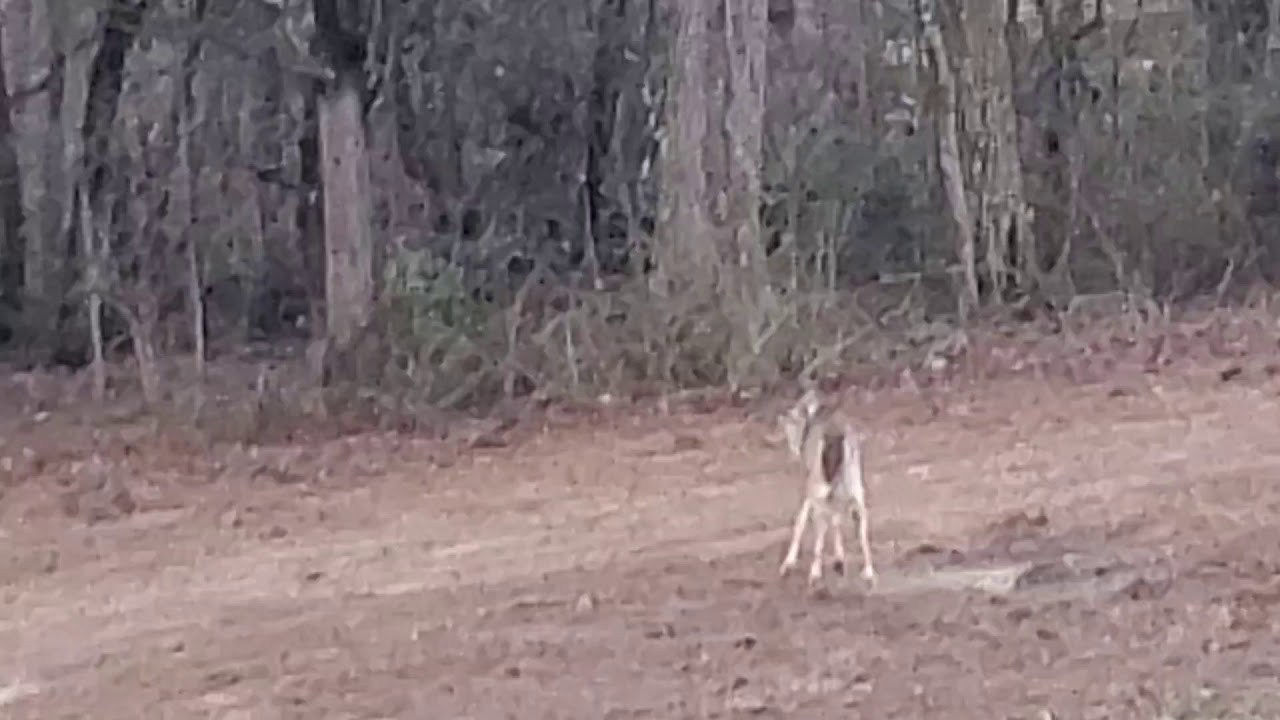 Deer Bath 1 - YouTube