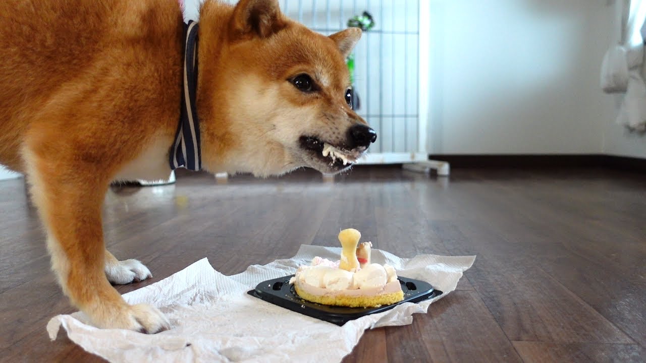 誕生日ケーキを一気食いする豆柴犬！A Shiba Inu eating a birthday cake all at once. small ...
