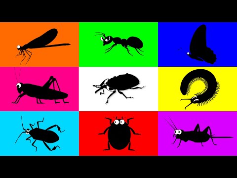 Insect: Leaf Bug, Grasshopper, Golden Beetle, Milipede, Cricket, Dragonfly, Butterfly, Palm Beetle