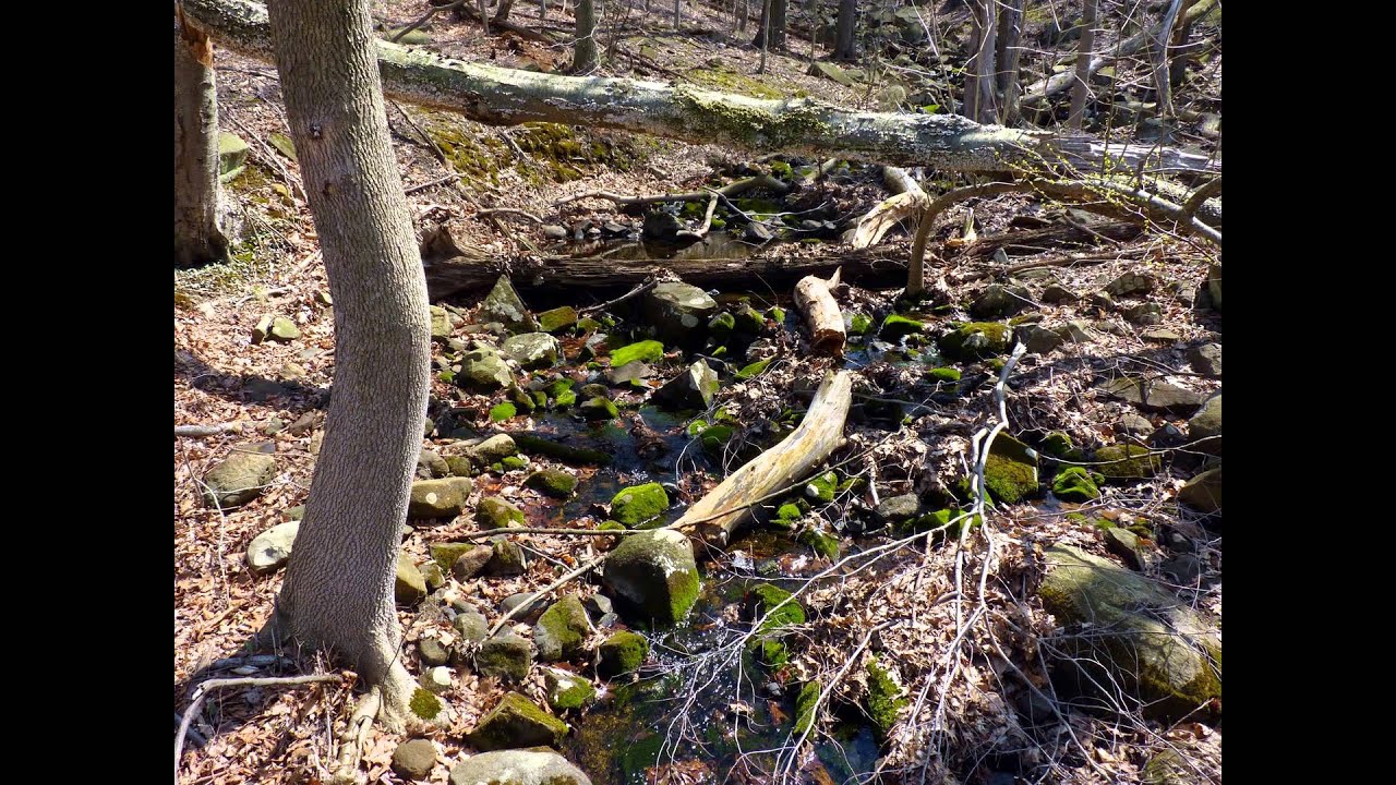 Early April Walk at Greenbrook Sanctuary - YouTube