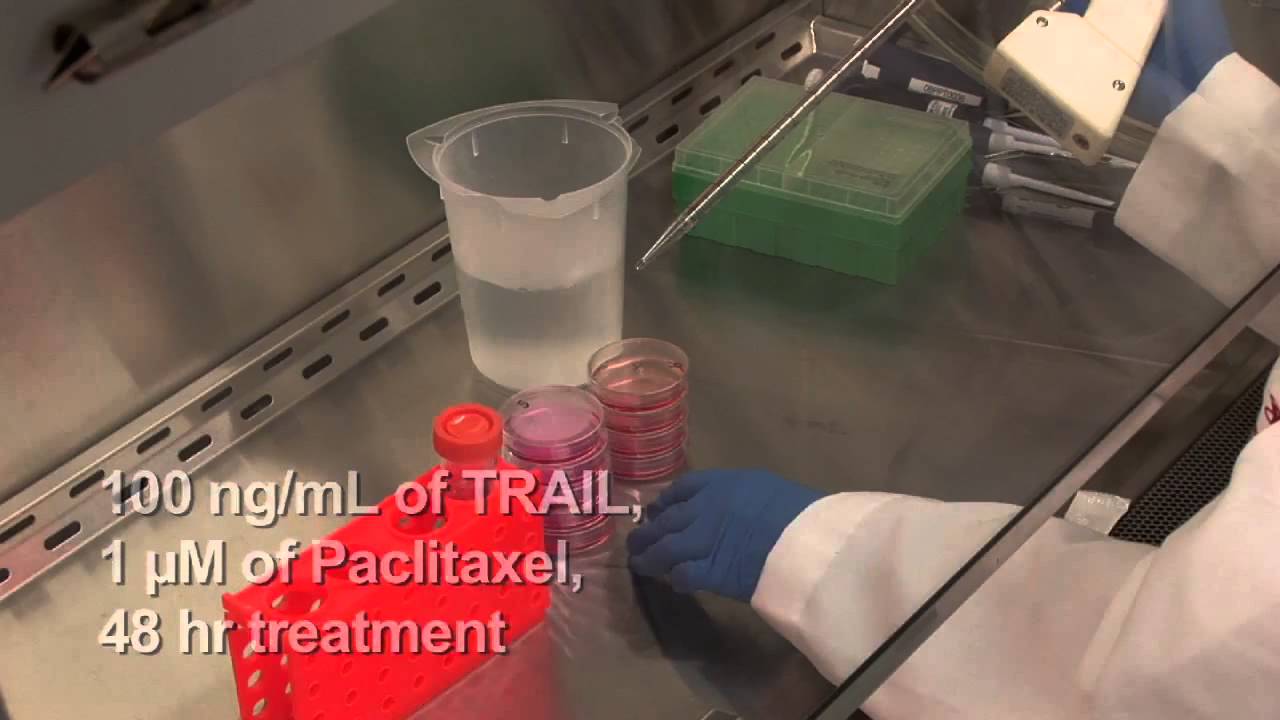 MISSION esiRNA for RNAi Screening in Mammalian Cells - YouTube