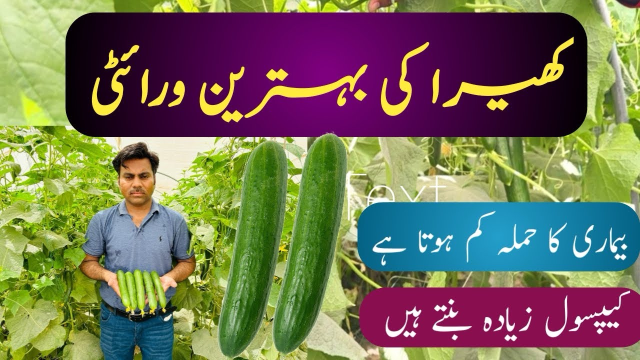 A high yielding and disease resistant cucumber variety tmeem by Seminis ...