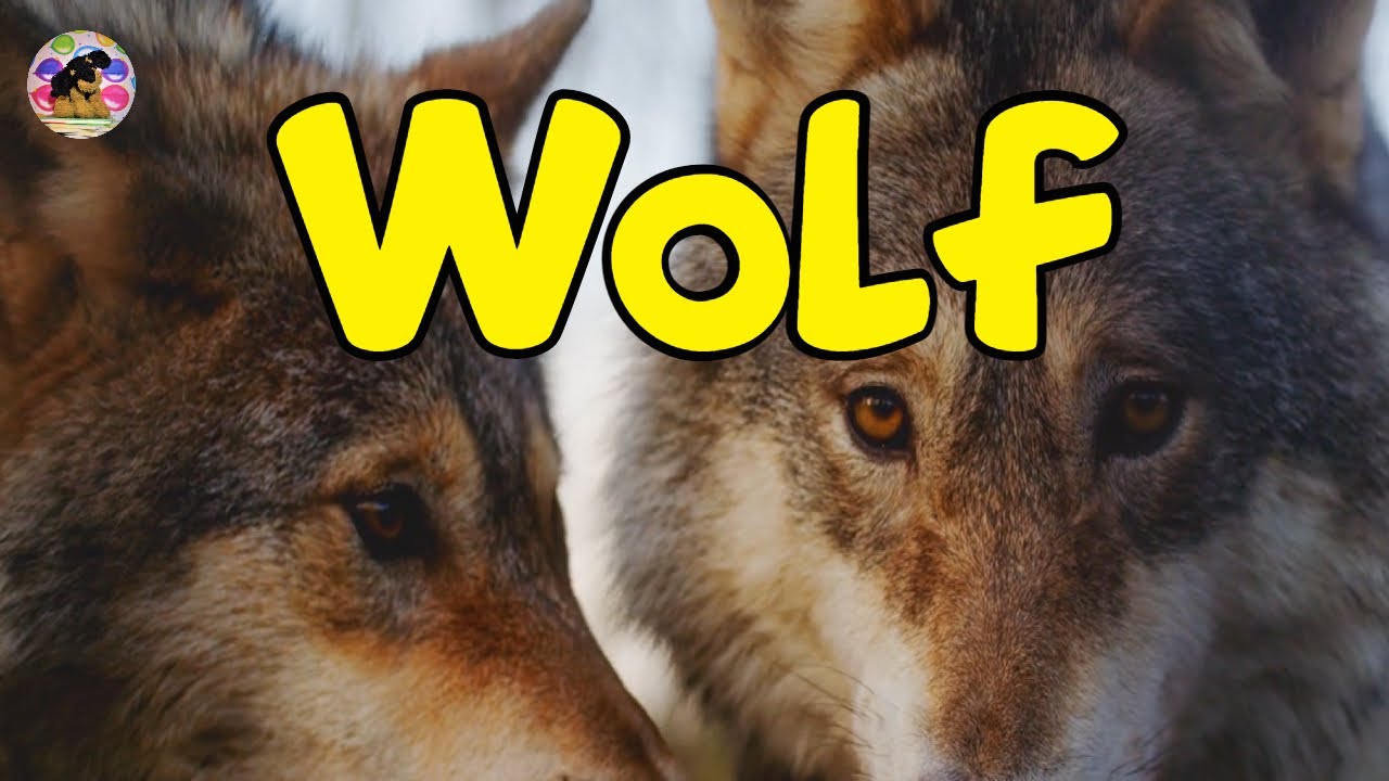 Word of the Week for Kids! | Wolf | Learn New Words - YouTube