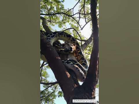 giant python swallows wolf in tree - YouTube