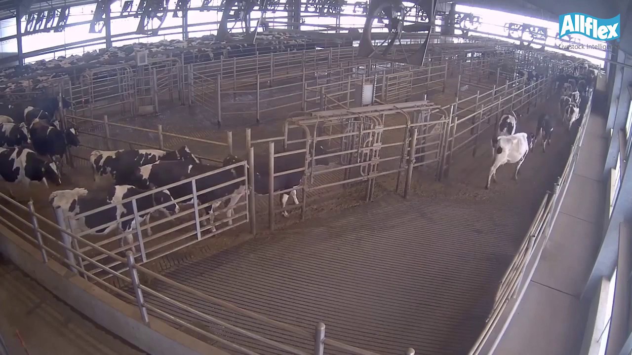 Allflex Sorting Gate - YouTube