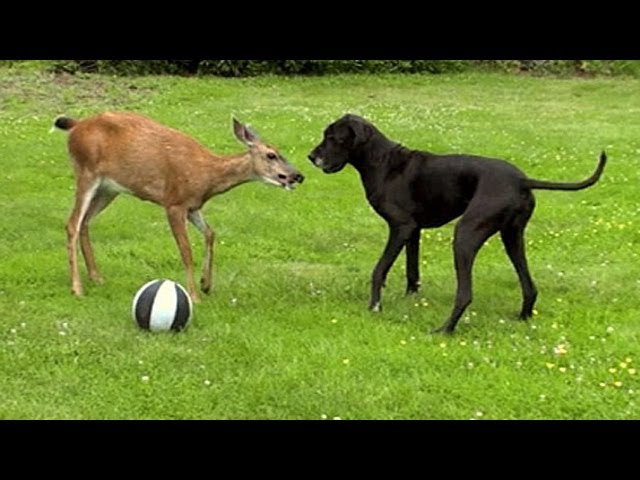 Top 10 Odd Animal Couples Animal Odd Couples | Meet The Odd Couples