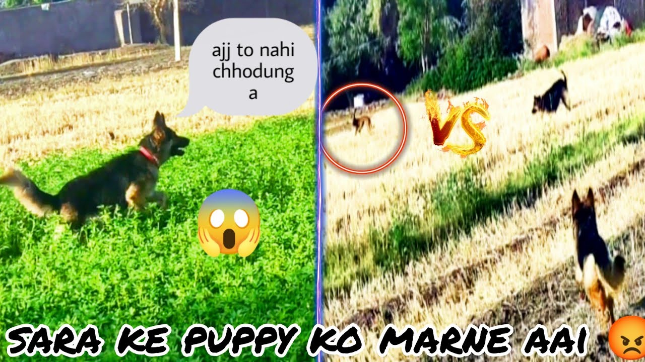 German shepherd ke puppy ki cute+funny video#shortsfeed#comedyvideo# ...
