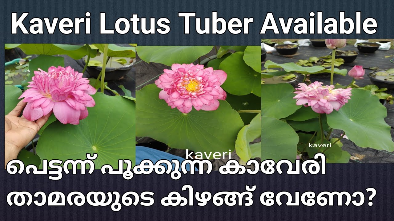 ധാരാളം പൂക്കൾ തരുന്ന കാവേരി താമരയുടെ കിഴങ്ങ് കൊടുക്കുന്നു ll Kaveri ...