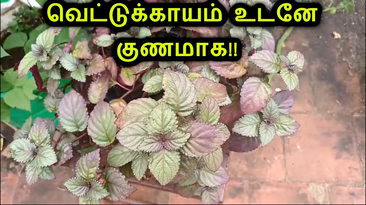 Murikootti plant uses in Tamil || Maadi Thottam || முறிகூட்டி செடி ...