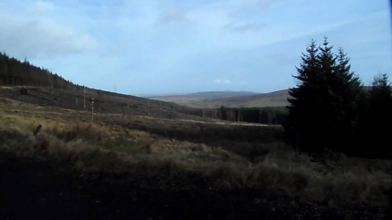Little Dot, Angus & Rusty in Breen Forest, Co. Antrim! - YouTube