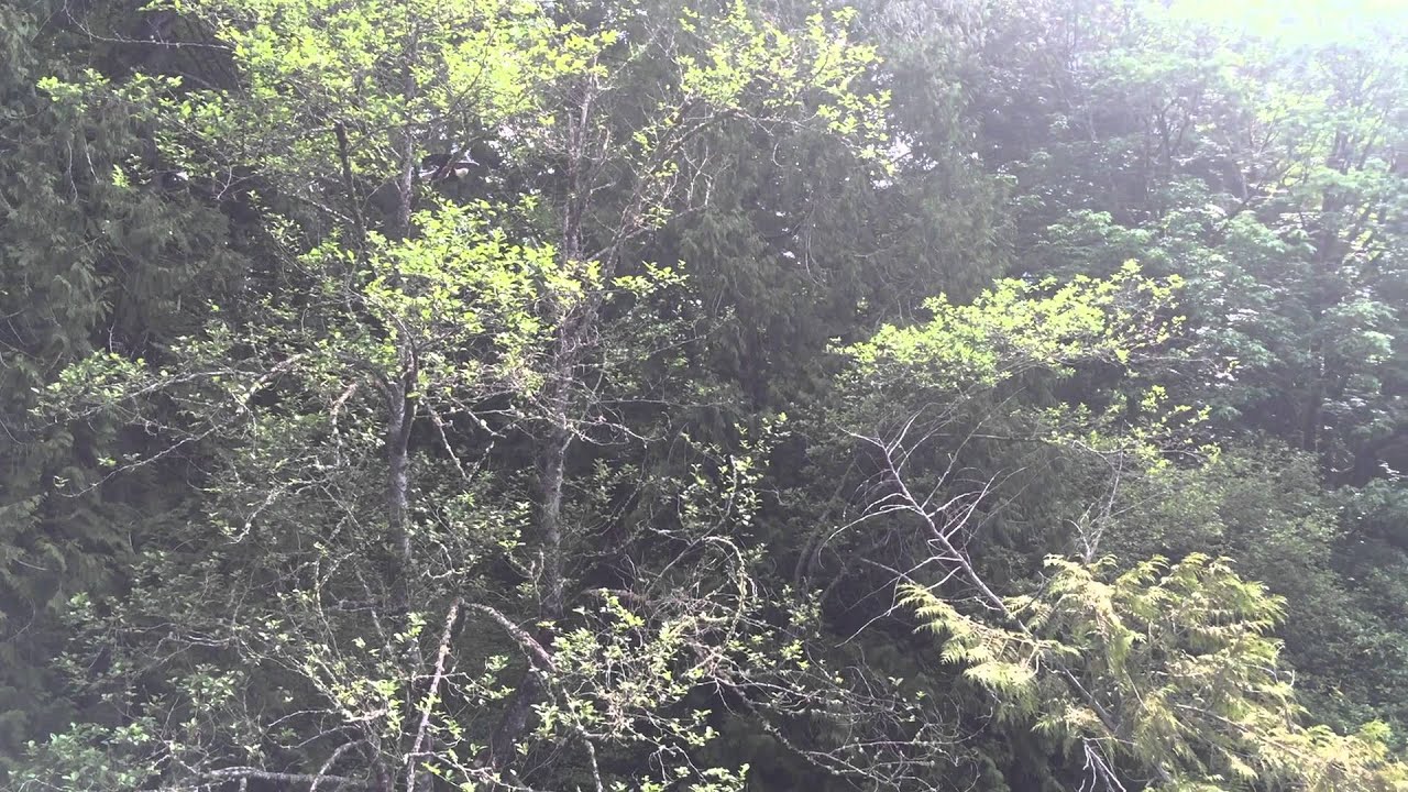 Twin Rivers Boat Works, LLC. - Langlois Lake Carnation, WA - YouTube