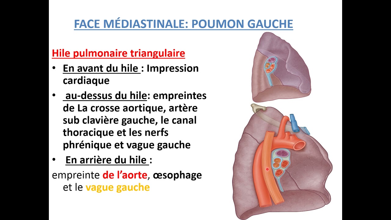 POUMONS et PLEVRES - YouTube