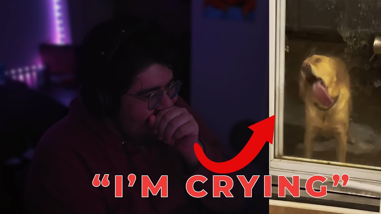 These Memes Made me Cry - But They're So Funny, I Can't Stop Laughing ...