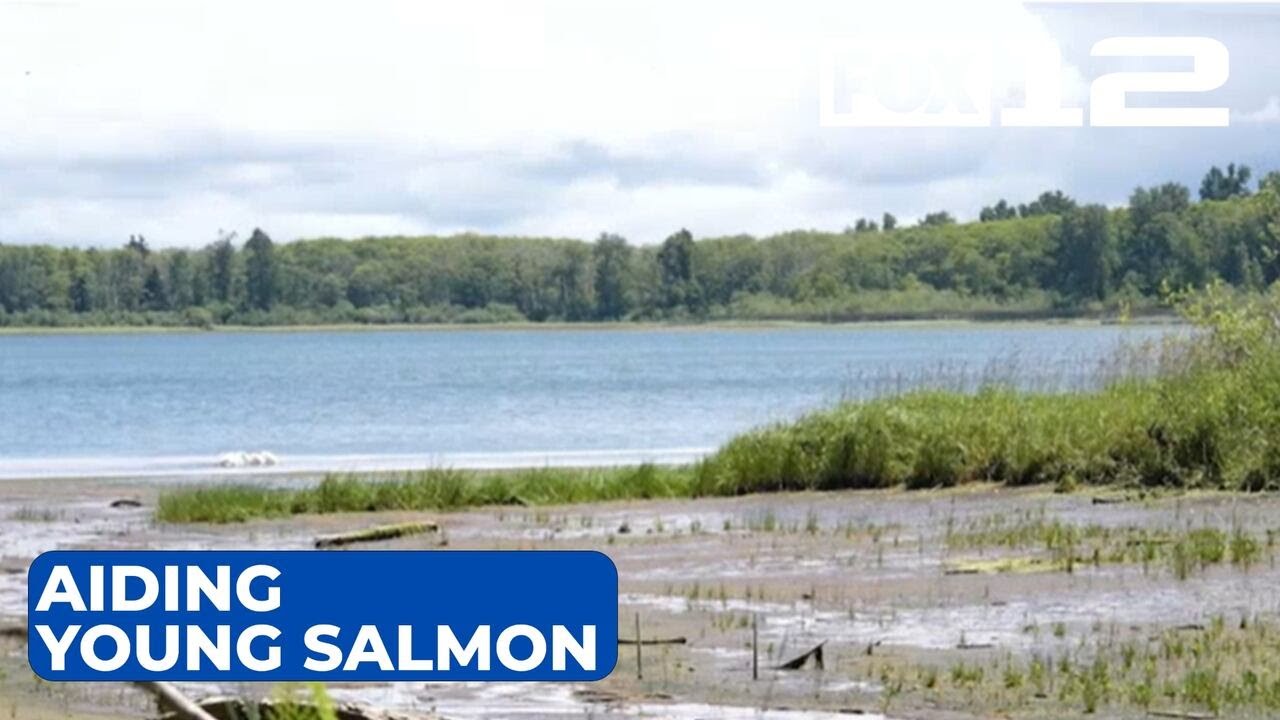 New estuary system to aid young salmon - YouTube