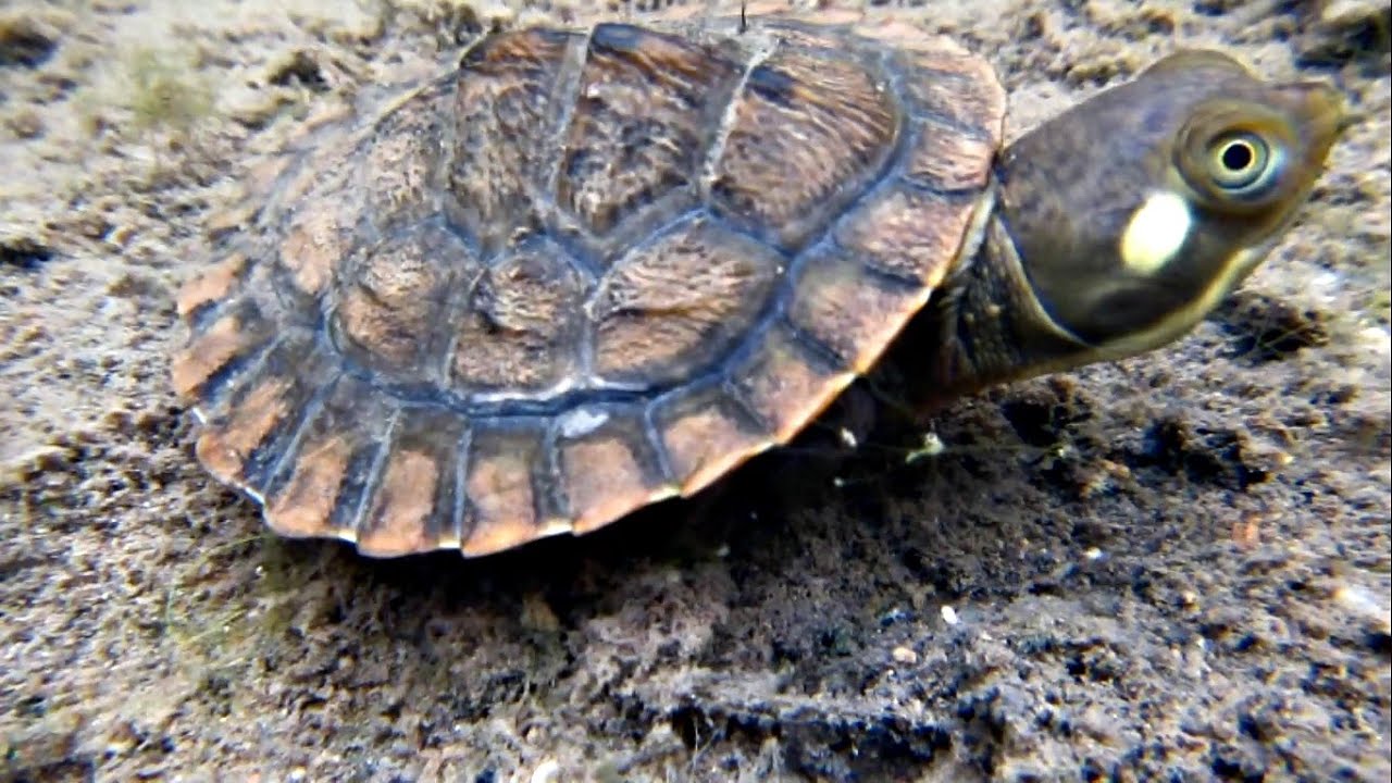 Life in the Mary River - Baby Native Saw-Shelled Turtle Wollumbinia ...
