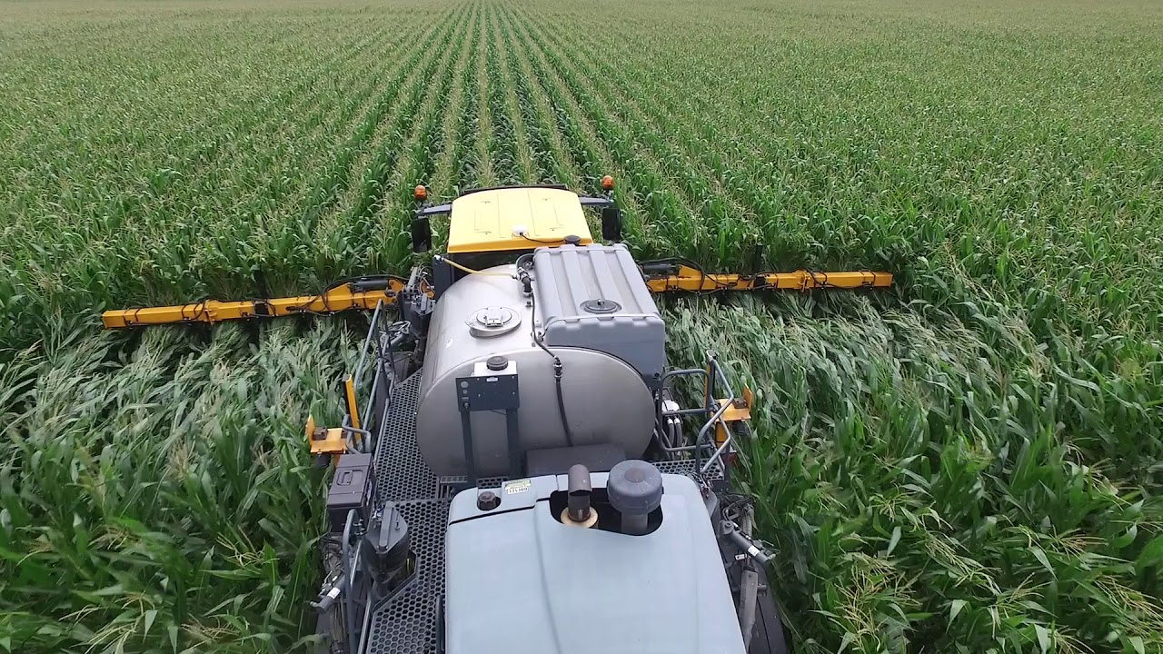 Hagie STS 12 in Tall Corn - YouTube