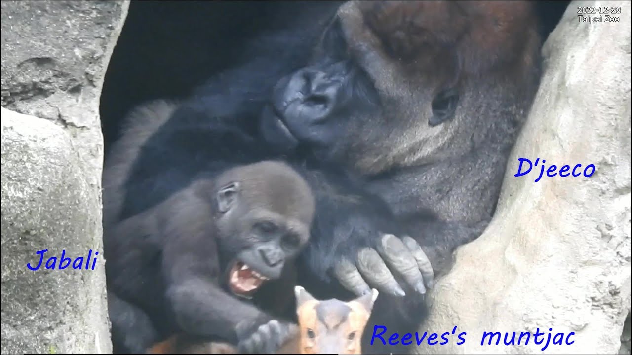 gorilla baby Jabali 呷百二 抓 D'jeeco 迪亞哥 爸頭。張大口。D'jeeco 摸 Jabali抓 山羌。金剛猩猩 ...