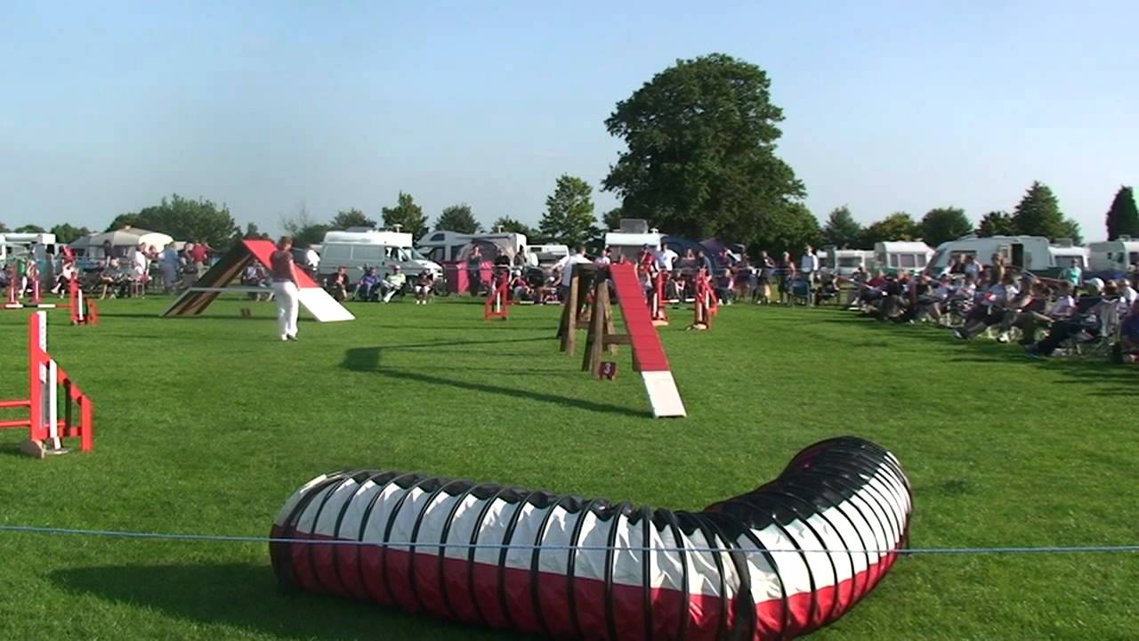 Beagle Agility - Agility Club Starters Challenge Final - YouTube