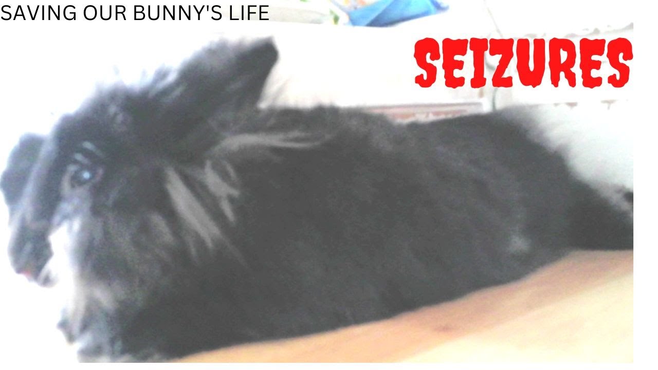 seizures in rabbits /lionhead bunny Binky / saving my bunny's life ...