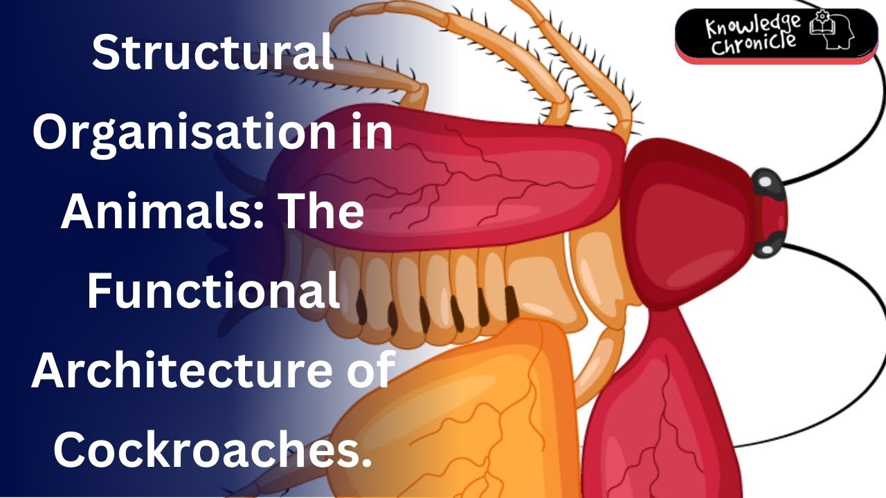 Cockroach: A Deep Dive into Anatomy and Functional Organisation. - YouTube