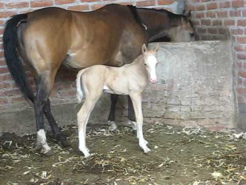 potrillo recien nacido - YouTube