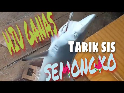 MANCING AMBYAR || IKAN HIU