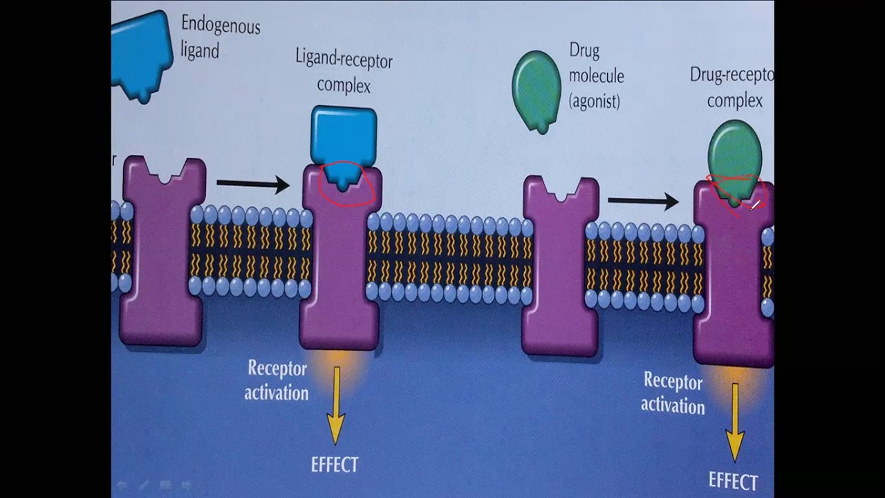 Agonist, Antagonist, types of agonism and antagonism - YouTube