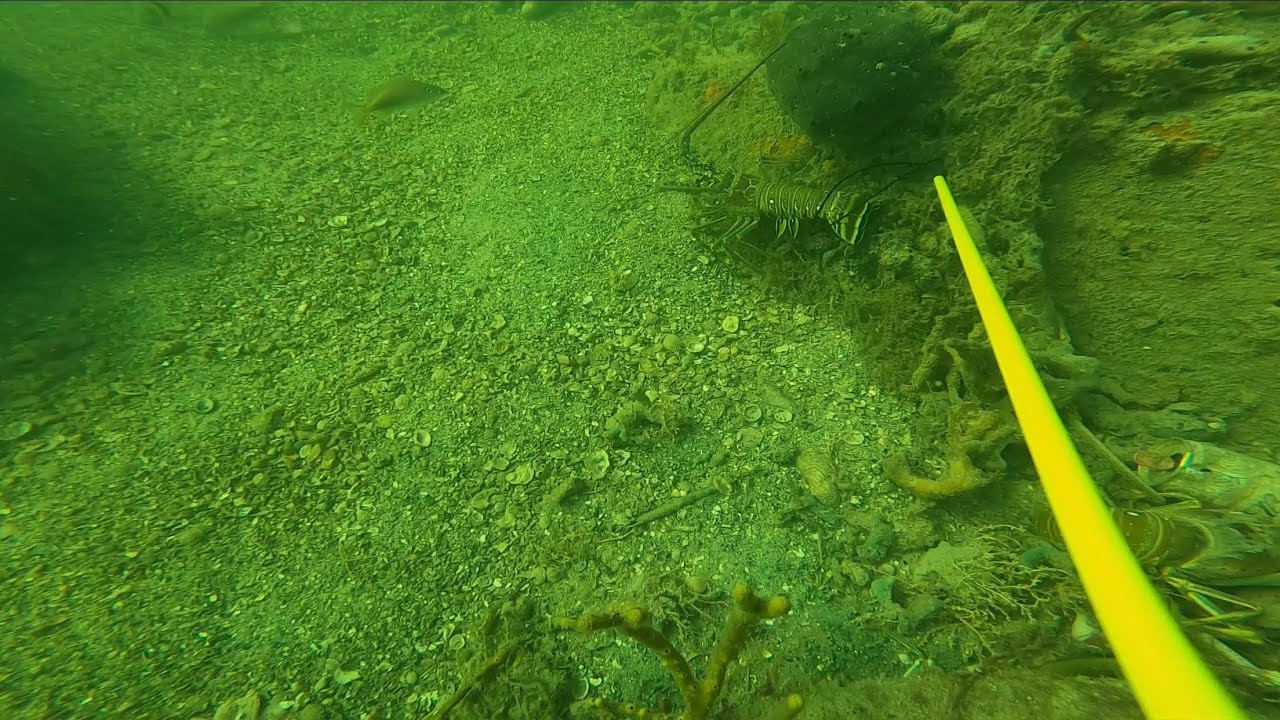 Commercial Lobster Diving - FLORIDA SPINY LOBSTER - YouTube