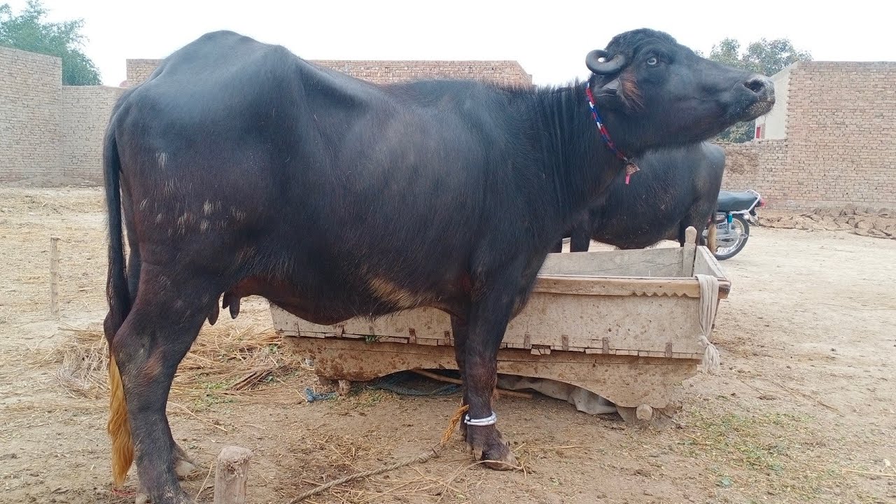 watch pure nili Ravi buffalo for sale in Punjab Pakistan on youTube ...