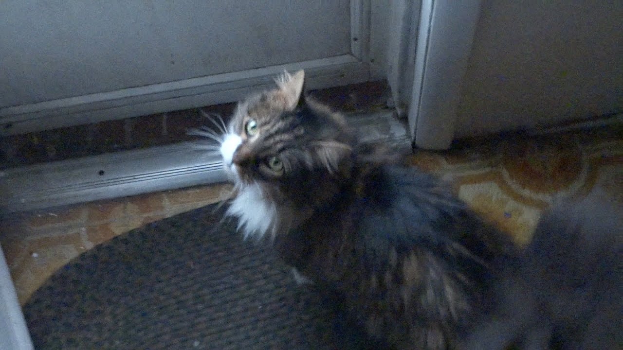 The Further Adventures of Kramer the Cat - Volume 73: Now You Wanna Go ...