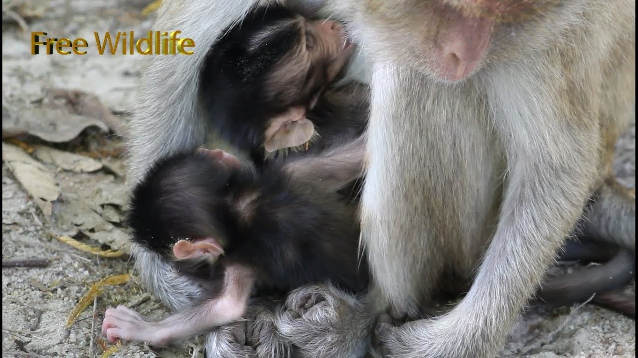 The New Baby Monkey is so Cote,These Two Twins - YouTube