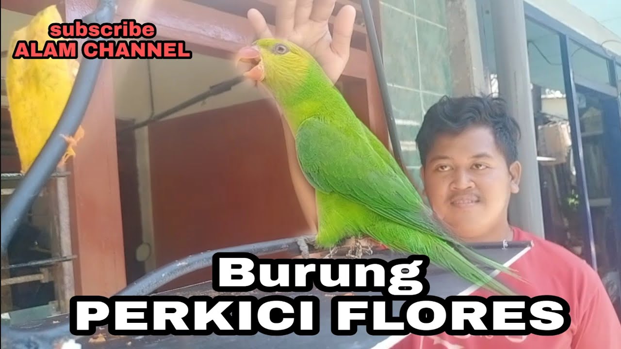 Burung perkici flores#burung betet#Perkici# - YouTube