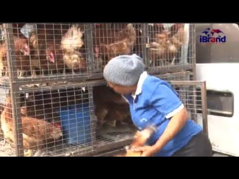 Where To Get The Cheapest Live Chicken This Christmas Season | Inside ...