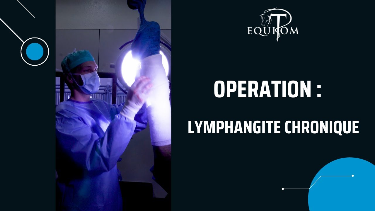 Ce cheval souffrait d’une lymphangite chronique, nous devions l’opérer ...