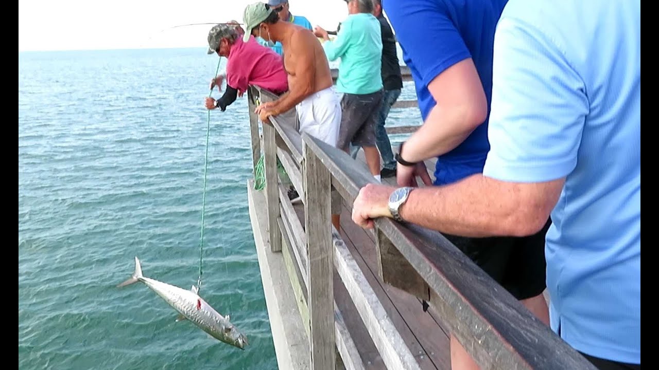 Naples Pier Florida - Big Fish caught - 3-11-2021 - YouTube