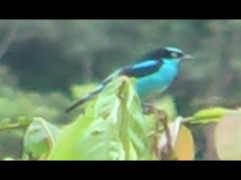 Black Faced Dacnis Dacnis lineata Maskenpitpit Mielero de Cara Negra ...
