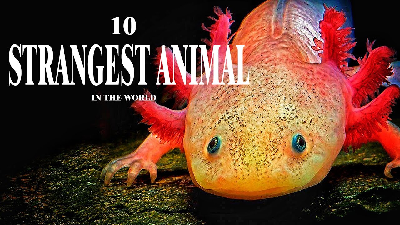 10 strangest animals in the world - YouTube