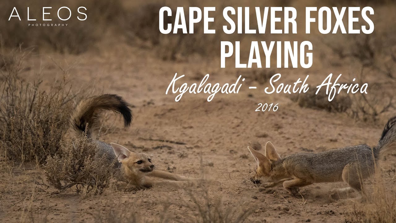 WILDLIFE: Cape Silver Foxes Playing. Kgalagadi Overland Safari ...