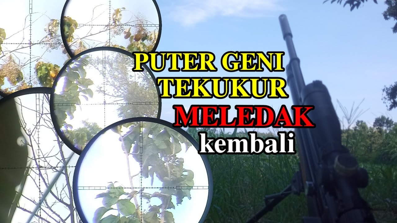 𝐏𝐔𝐓𝐄𝐑 𝐆𝐄𝐍𝐈 𝐓𝐄𝐊𝐔𝐊𝐔𝐑 𝐌𝐄𝐋𝐄𝐃𝐀𝐊 𝐒𝐄𝐌𝐔𝐀 - YouTube