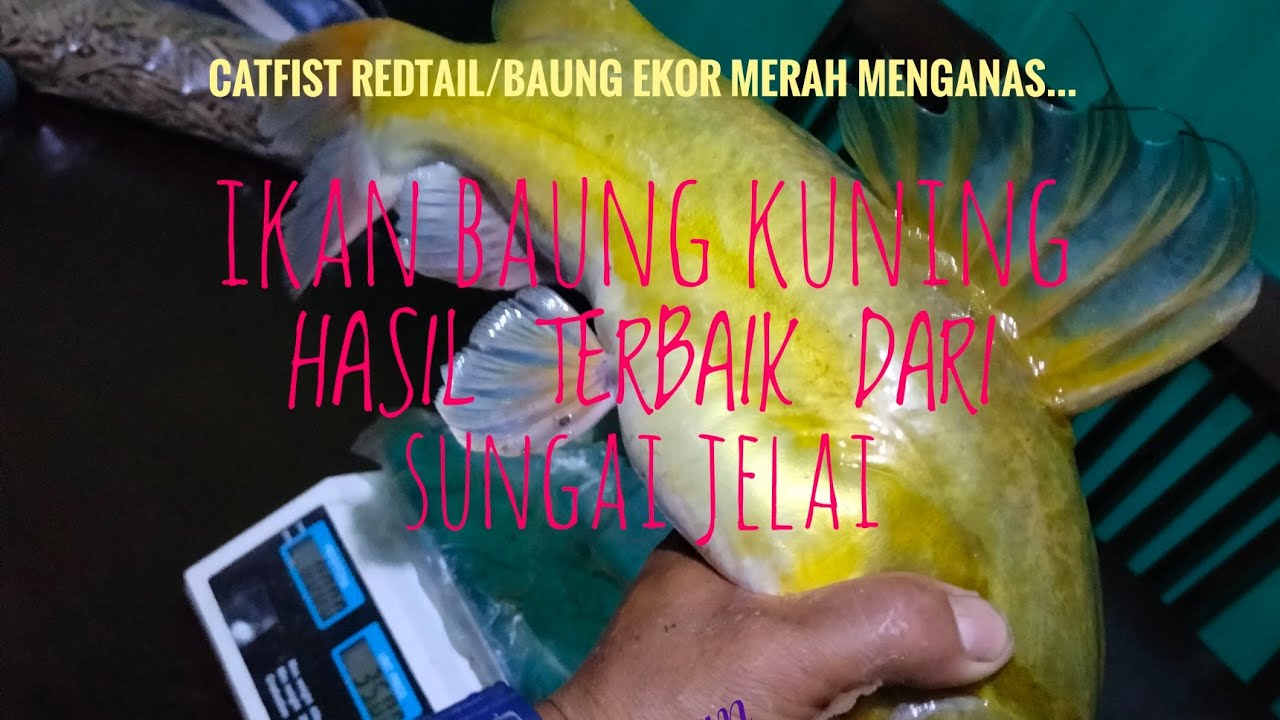 IKAN BAUNG KUNING KUNYIT VS REDTAIL CATFISH MONSTER - YouTube