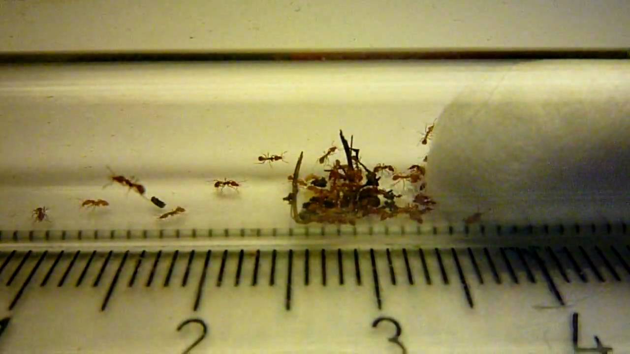 Strumigenys sp. - Test tube view - YouTube