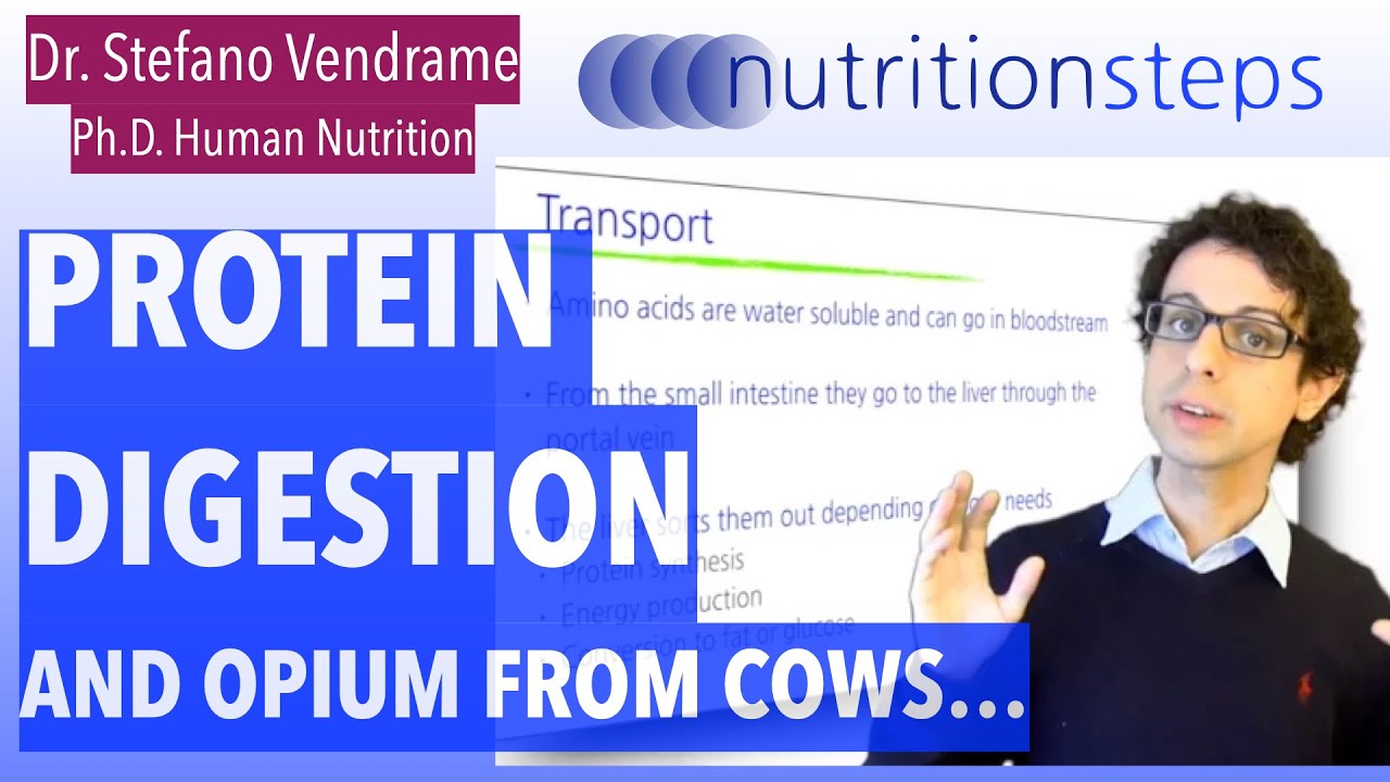 Protein Digestion, and Opium from Cows - YouTube