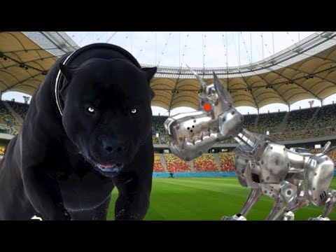 SİYAH PİTBULL BARON ROBOT KÖPEK 'LE DÖVÜŞÜYOR! - YouTube