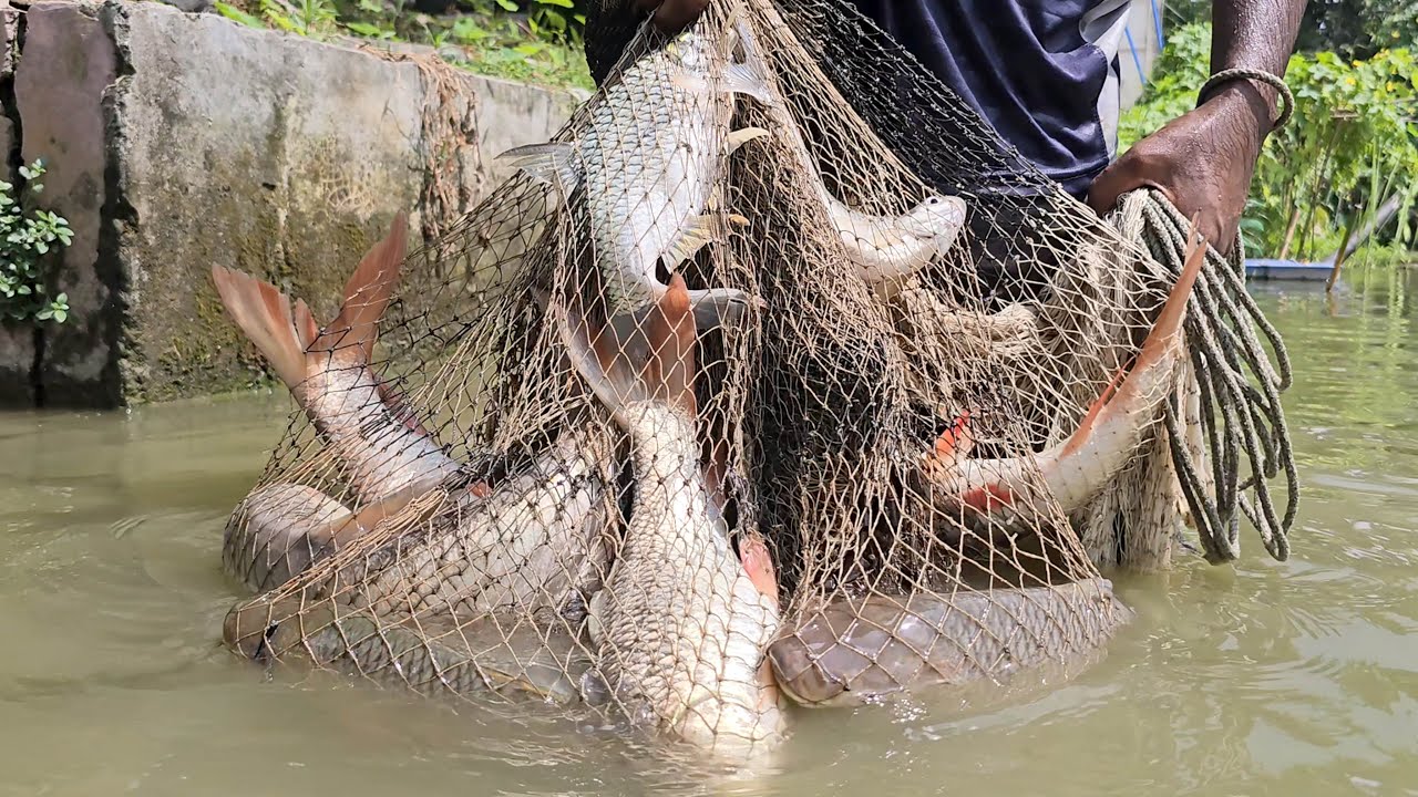 Traditional Net Fishing - Big Fish Hunting By Cast Net - Fishing With ...