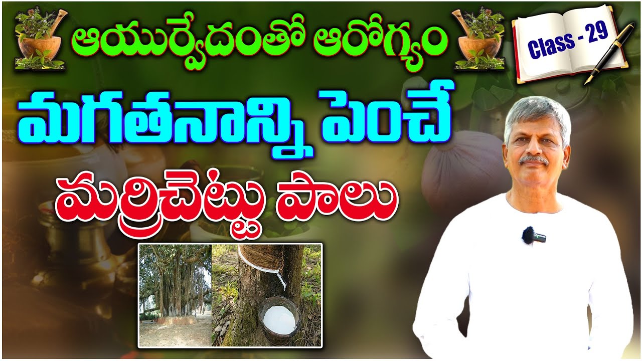 Benefits of Banyan tree milk | Banyan Tree Part - 02 | మర్రి చెట్టు ...