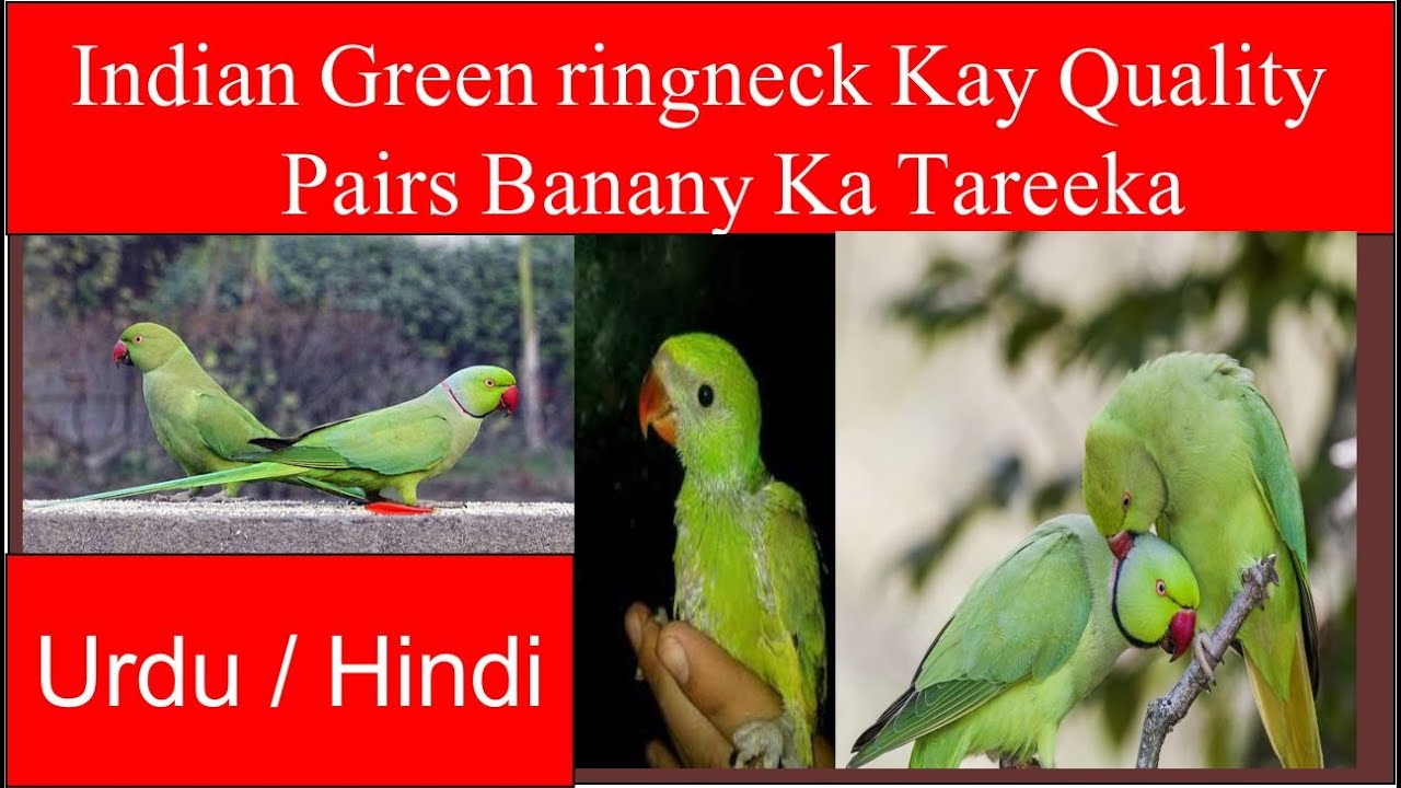 Green Ringneck Parrots kay Quality Pairs Banany Ka Tareeka | Indian ...