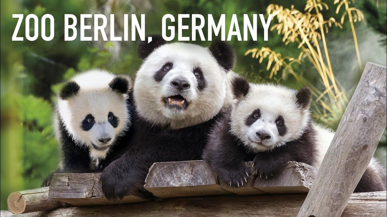 Berlin Zoo - The oldest zoo in Germany - YouTube